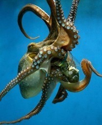 ¿Cuántas patas tiene un pulpo? | UrsulaSola's Blog