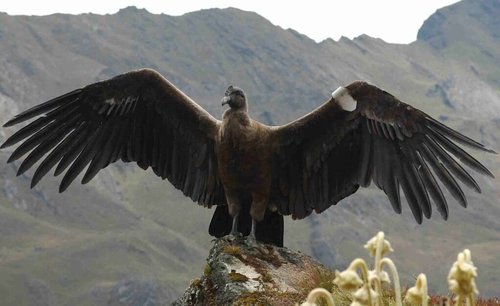 Imagen Del Condor De Colombia Imagui