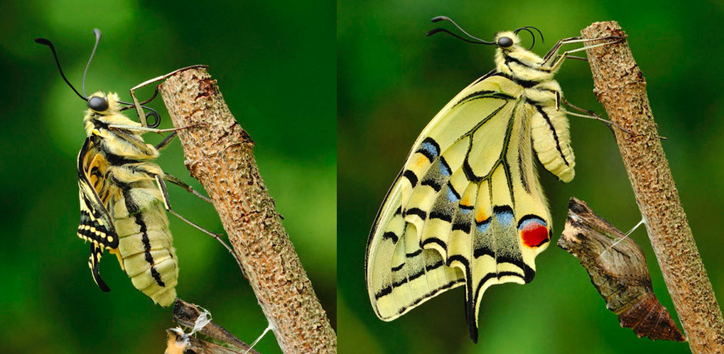 Les ailes des lépidoptères ont un...
