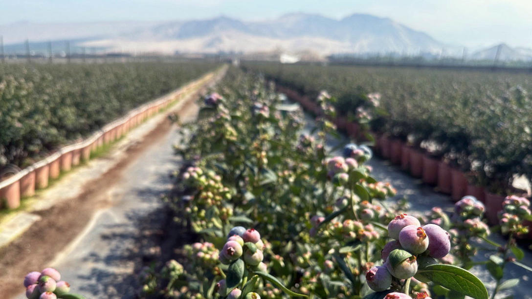 PERU: The sweet story of Peru’s blueberry...