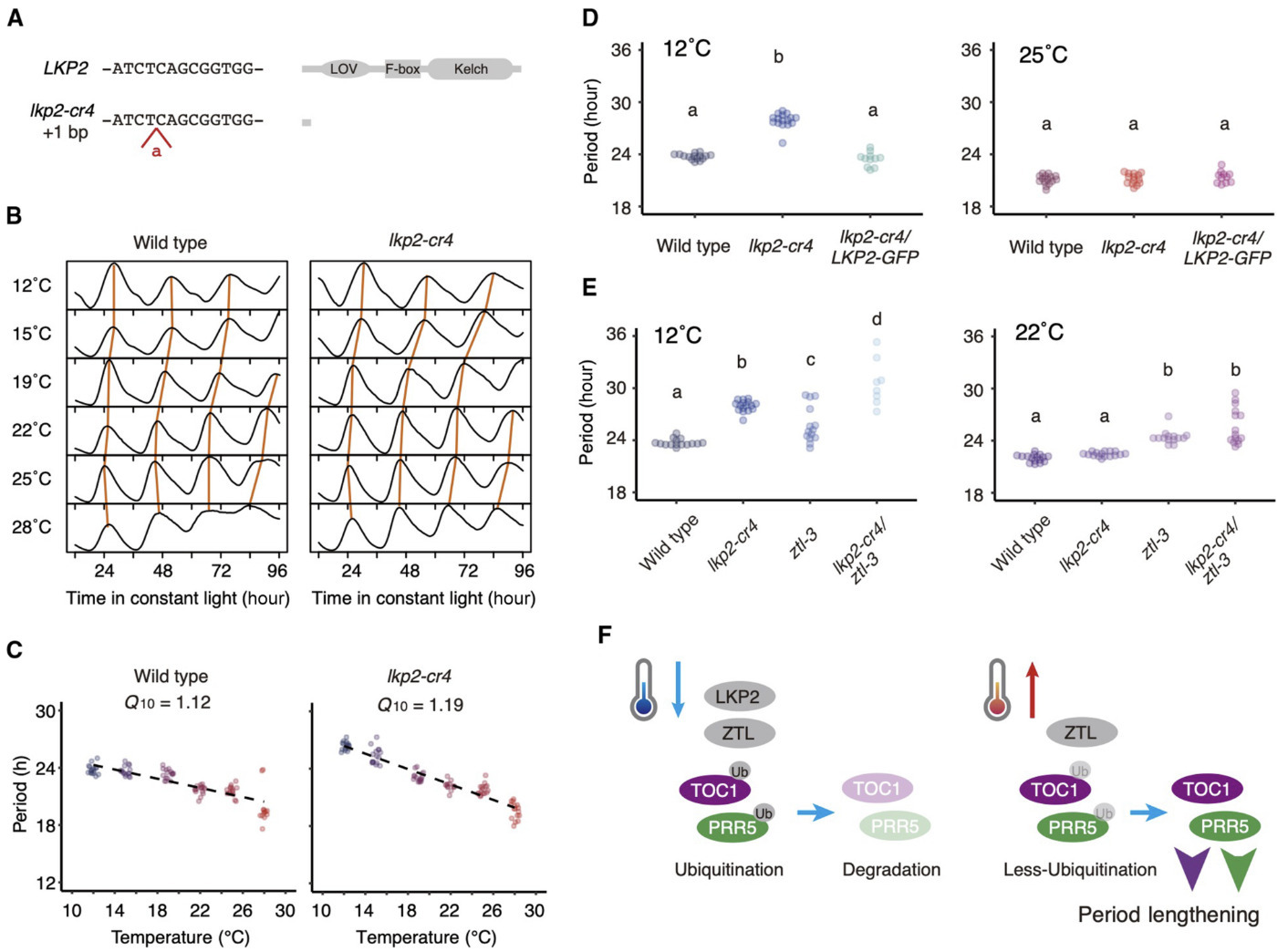 Cold-induced degradation of core clock proteins...
