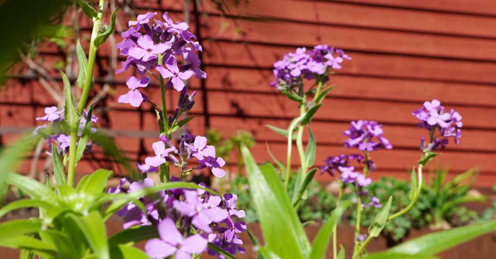 Mormors rabatt var frisk, frodig och färgg...