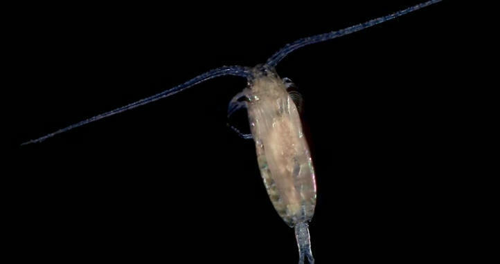 Plankton decline poses threat to marine ecosyst...