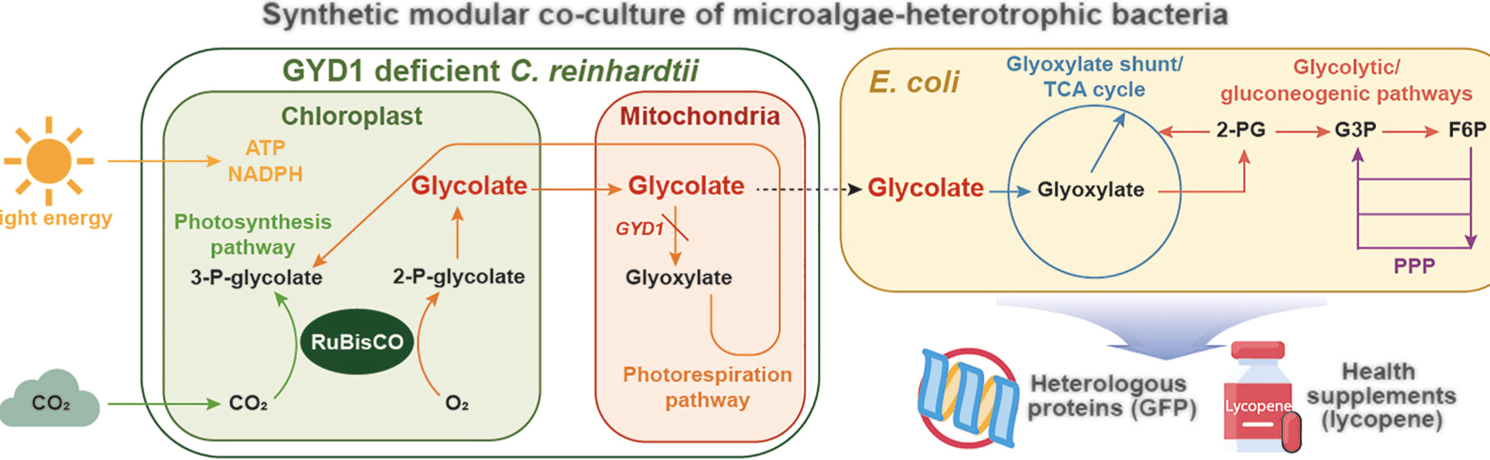 Bioconversion of CO2 into valuable bioproducts ...