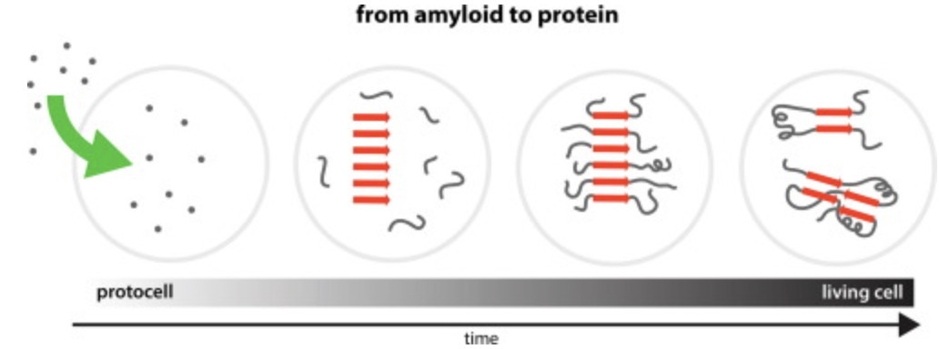 Short peptide amyloids are a potential sequence...