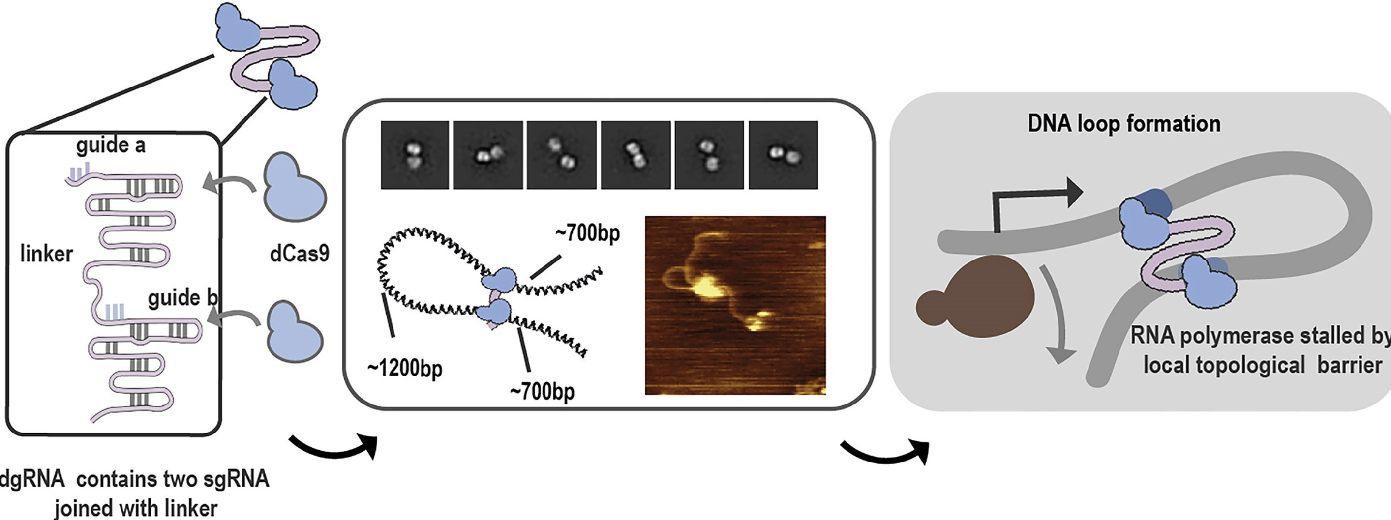Re-engineered guide RNA enables DNA loops and c...