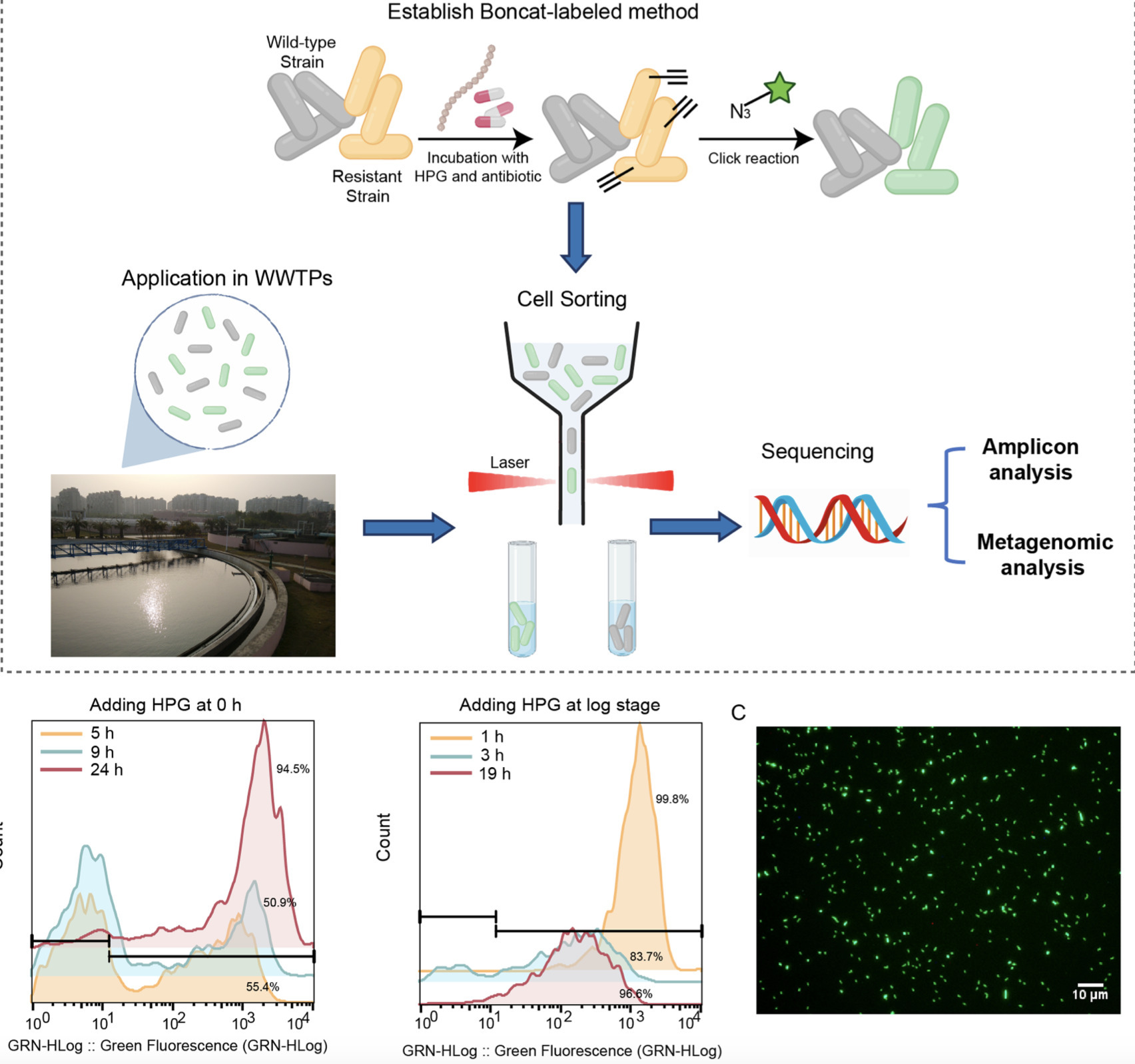 High-Throughput Single-Cell Metabolic Labeling,...