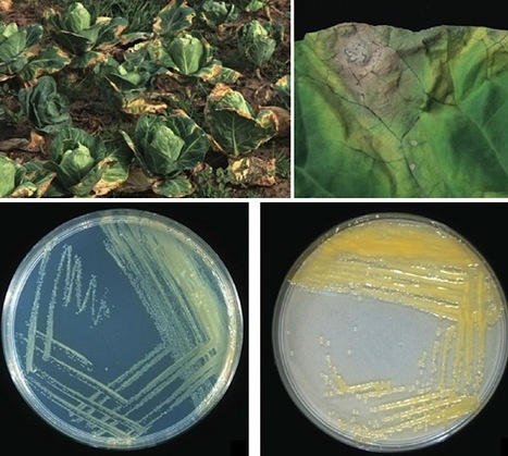 MPP: Xanthomonas campestris pv. campestris (cau...
