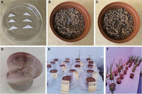 Spatial co-transcriptomics reveals discrete sta...