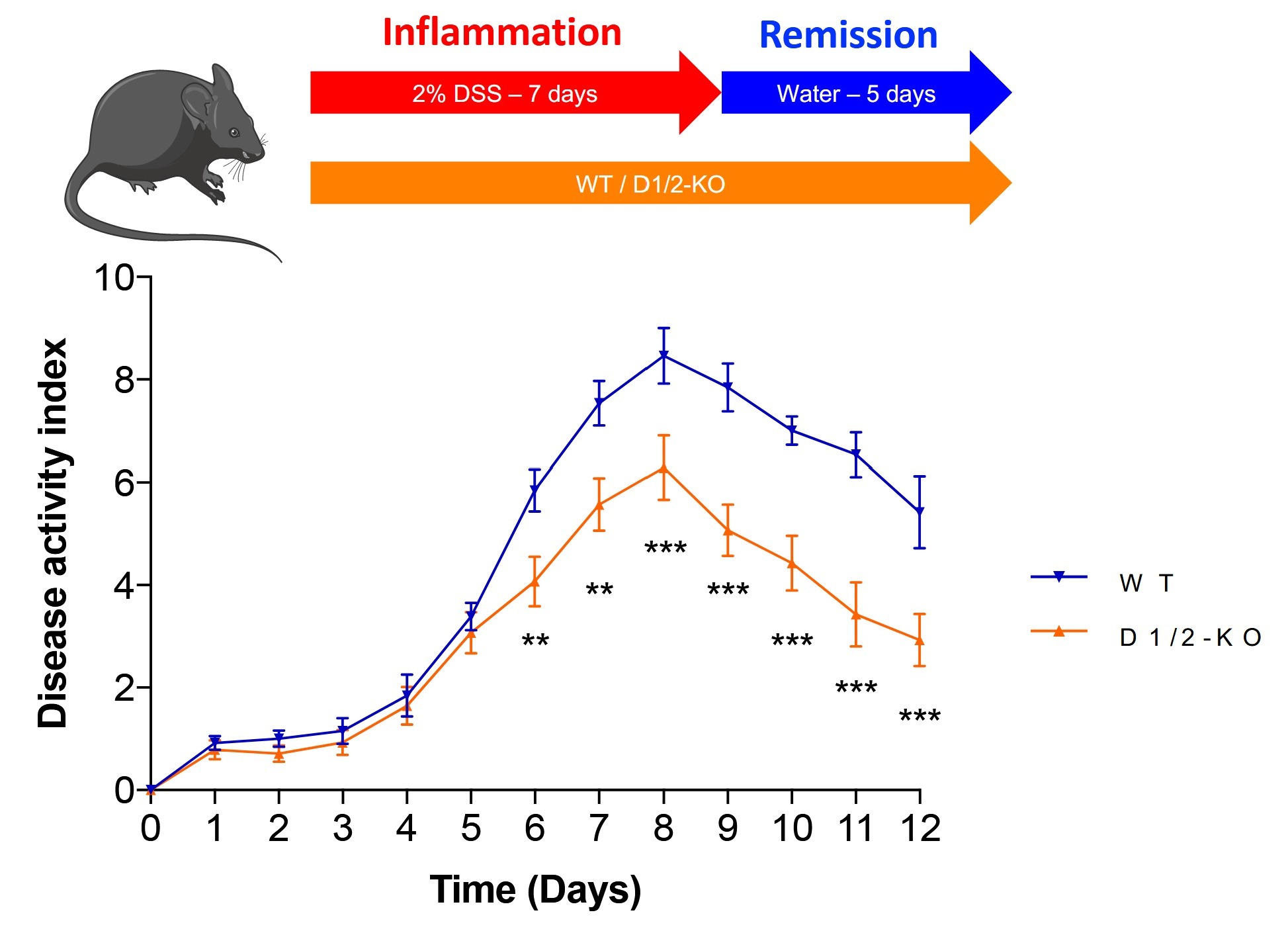 Inflammation intestinale, la science et ses bon...