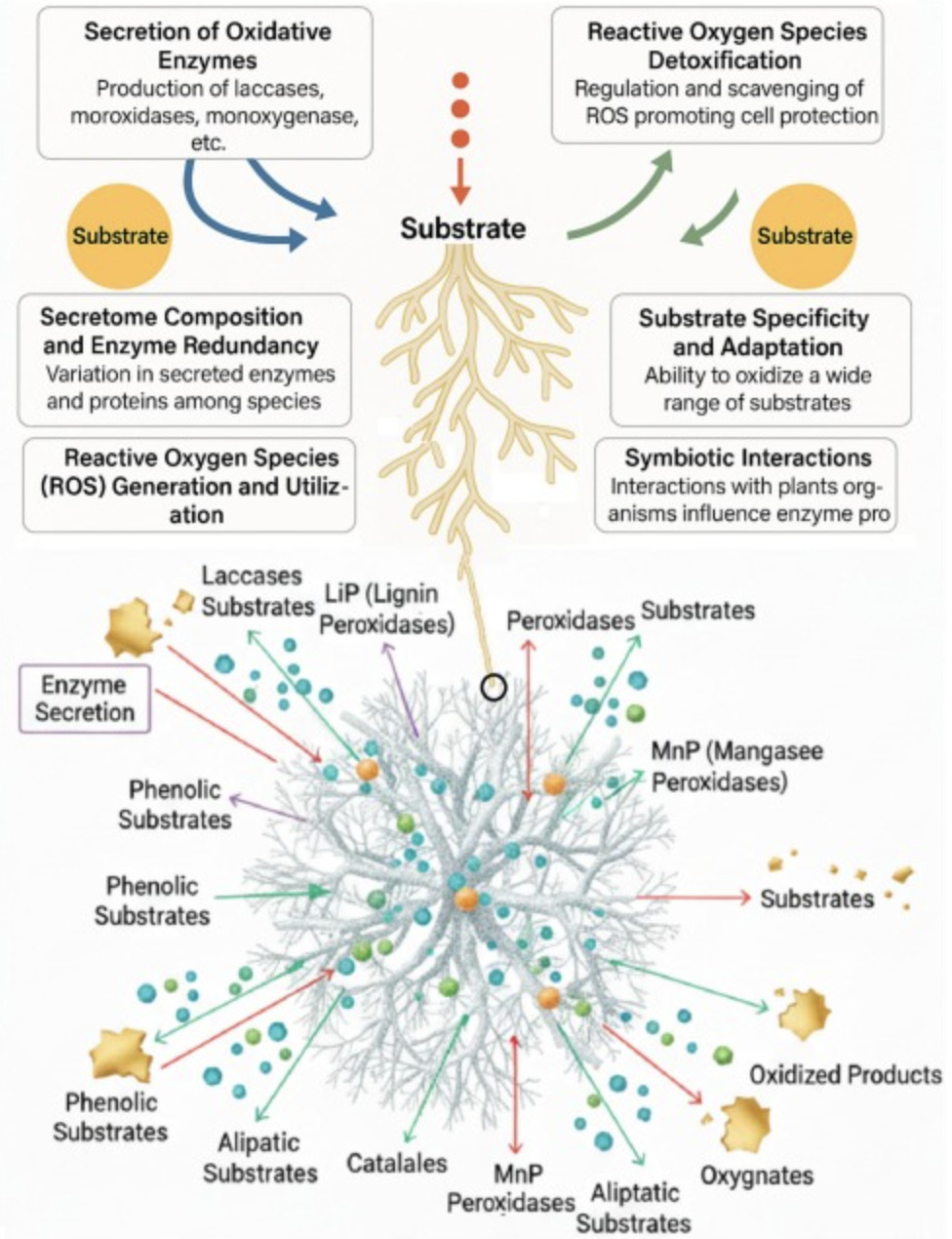 The fungal cure: Harnessing mycelial approach a...