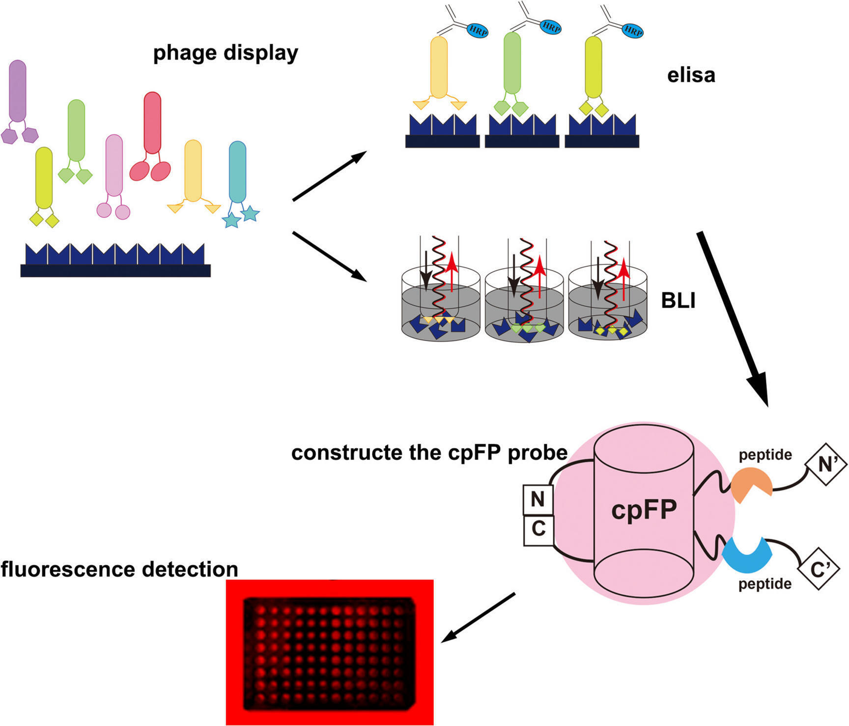 Genetically encoded fluorescent probes to assis...