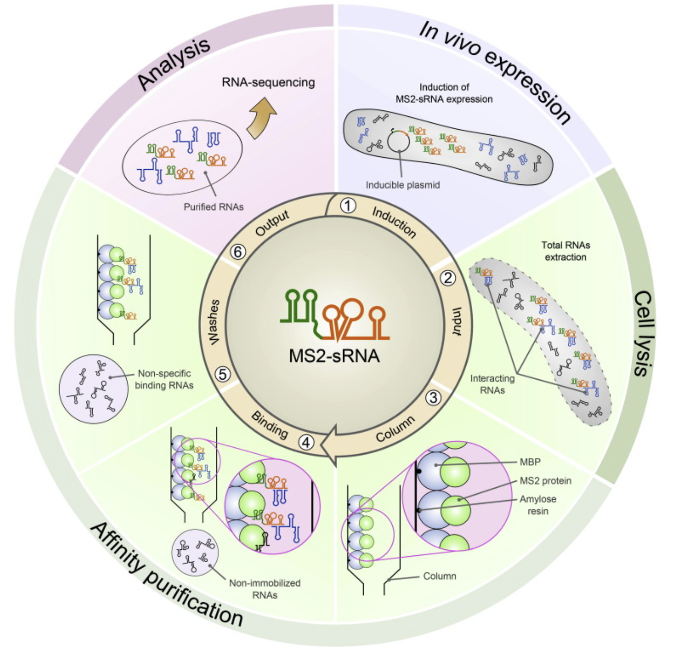 Identification of unknown RNA partners using MA...