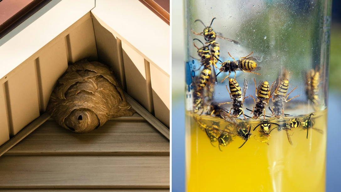 Slipp getingar! Tips och knep för att geti...