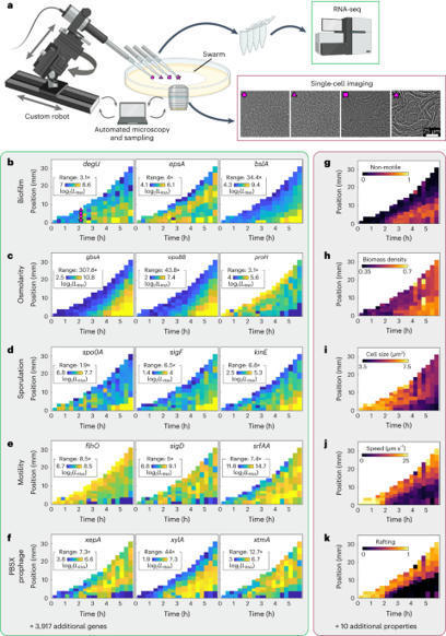 Simultaneous spatiotemporal transcriptomics and...