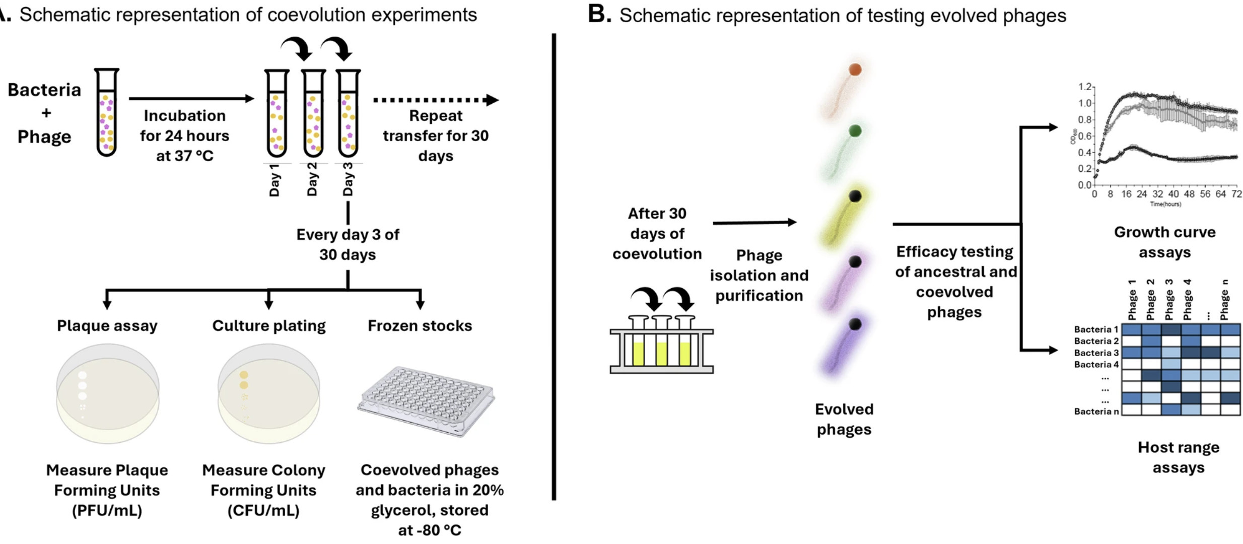 Experimental phage evolution results in expande...