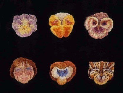 Pansy Faces | plantcellbiology