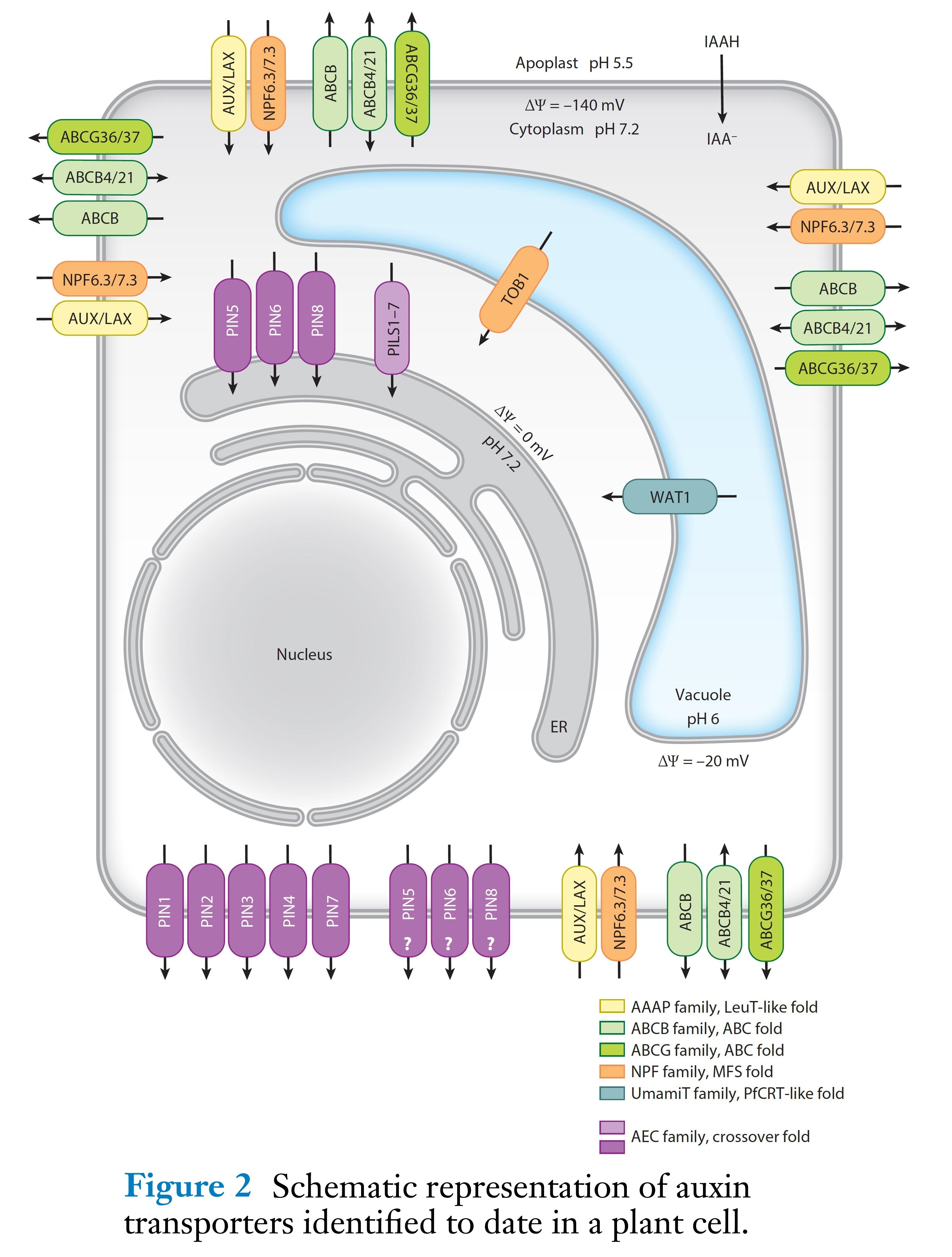 Structure And Function Of Auxin Transporters