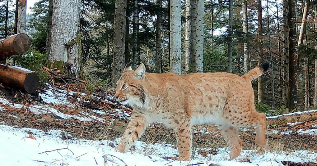 Faune sauvage. Le lynx boréal sous surve...