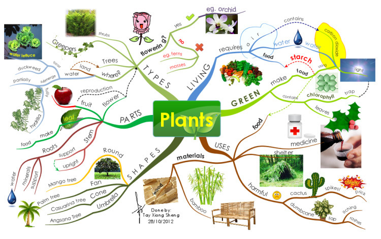 Plants: mind map | Classemapping | Scoop.it
