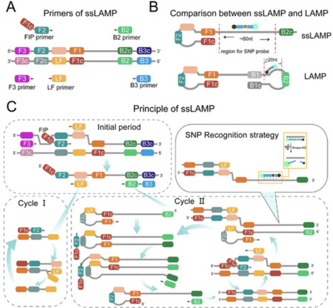 A Smart Single-Loop-Mediated Isothermal Amplifi...