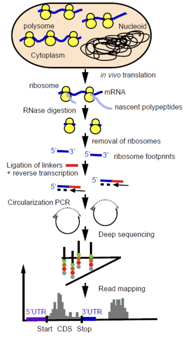 Small proteins in gram-positive bacteria | FEMS...