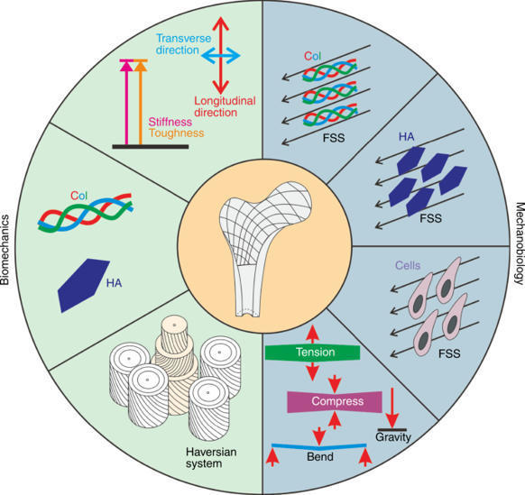 Biomechanics and mechanobiology of the bone mat...