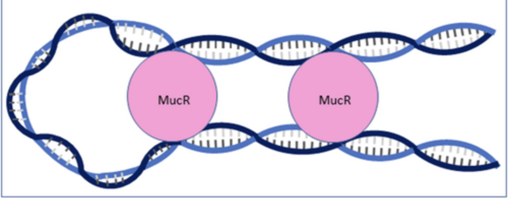 MucR protein: Three decades of studies have led...