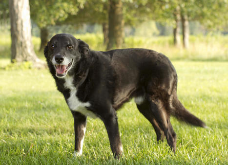 Drug to Extend Dog Lives Receives Encouraging N...