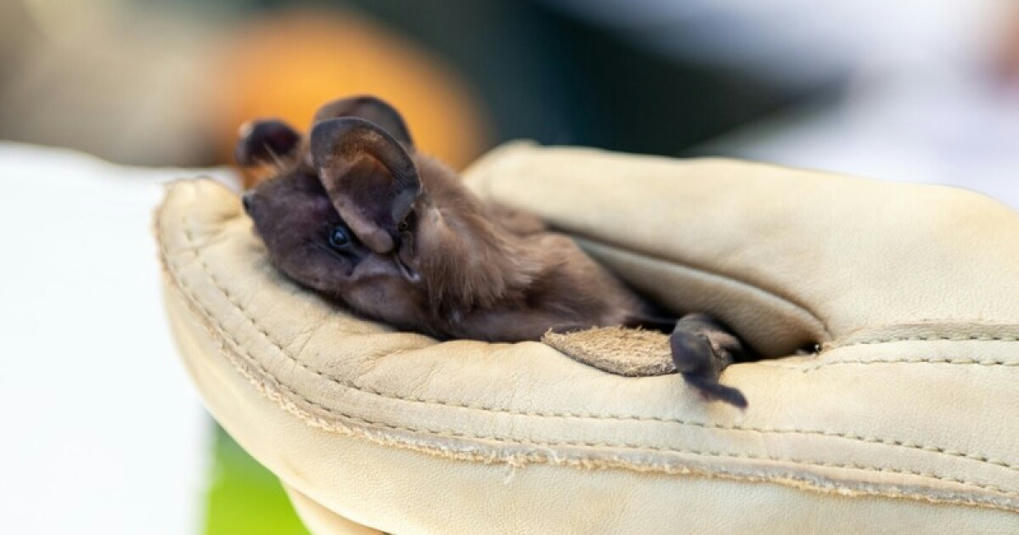 FL: Endangered bonneted bats get habitat design...