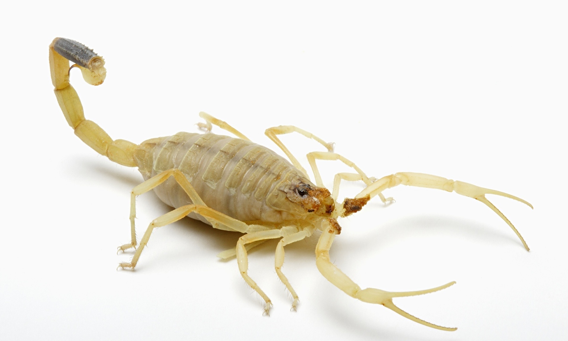 Le venin de scorpion utilisé pour locali...