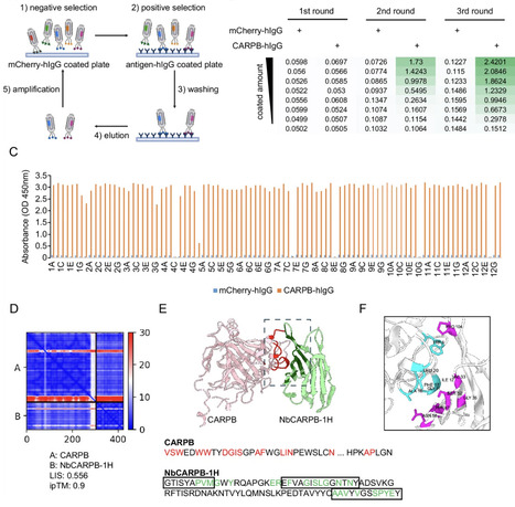 Phage-displayed synthetic library and screening...