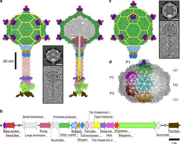 Structure and mechanism of DNA delivery of a ge...