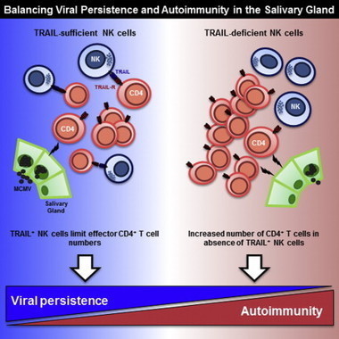 TRAIL+ NK Cells Control CD4+ T Cell Responses d...