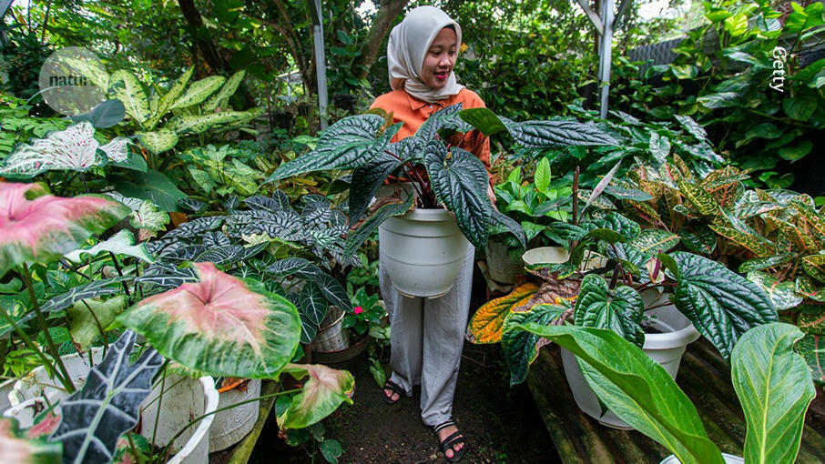 Smarty plants? Controversial plant-intelligence...