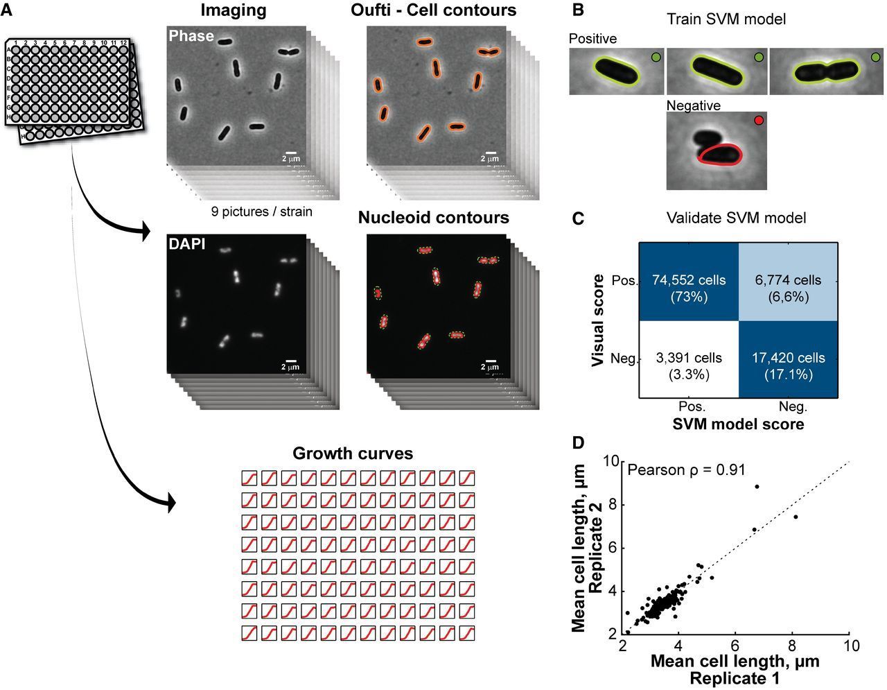 Genomewide phenotypic analysis of growth, cell ...