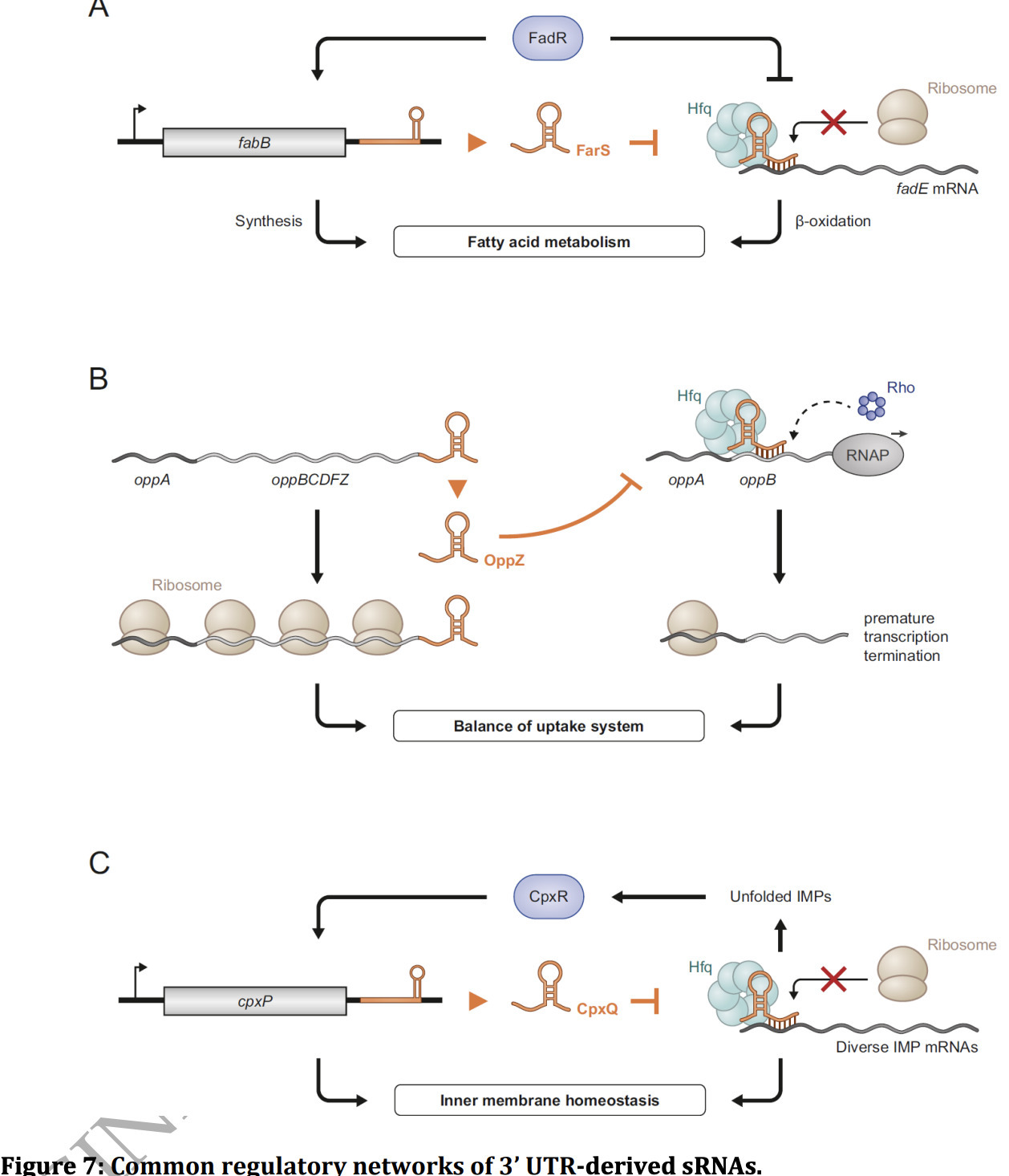 An overview of gene regulation in bacteria by s...