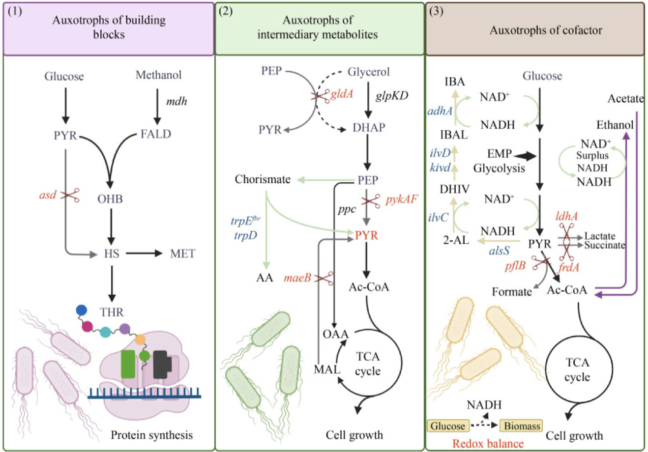 Synthetic auxotrophs accelerate cell factory de...