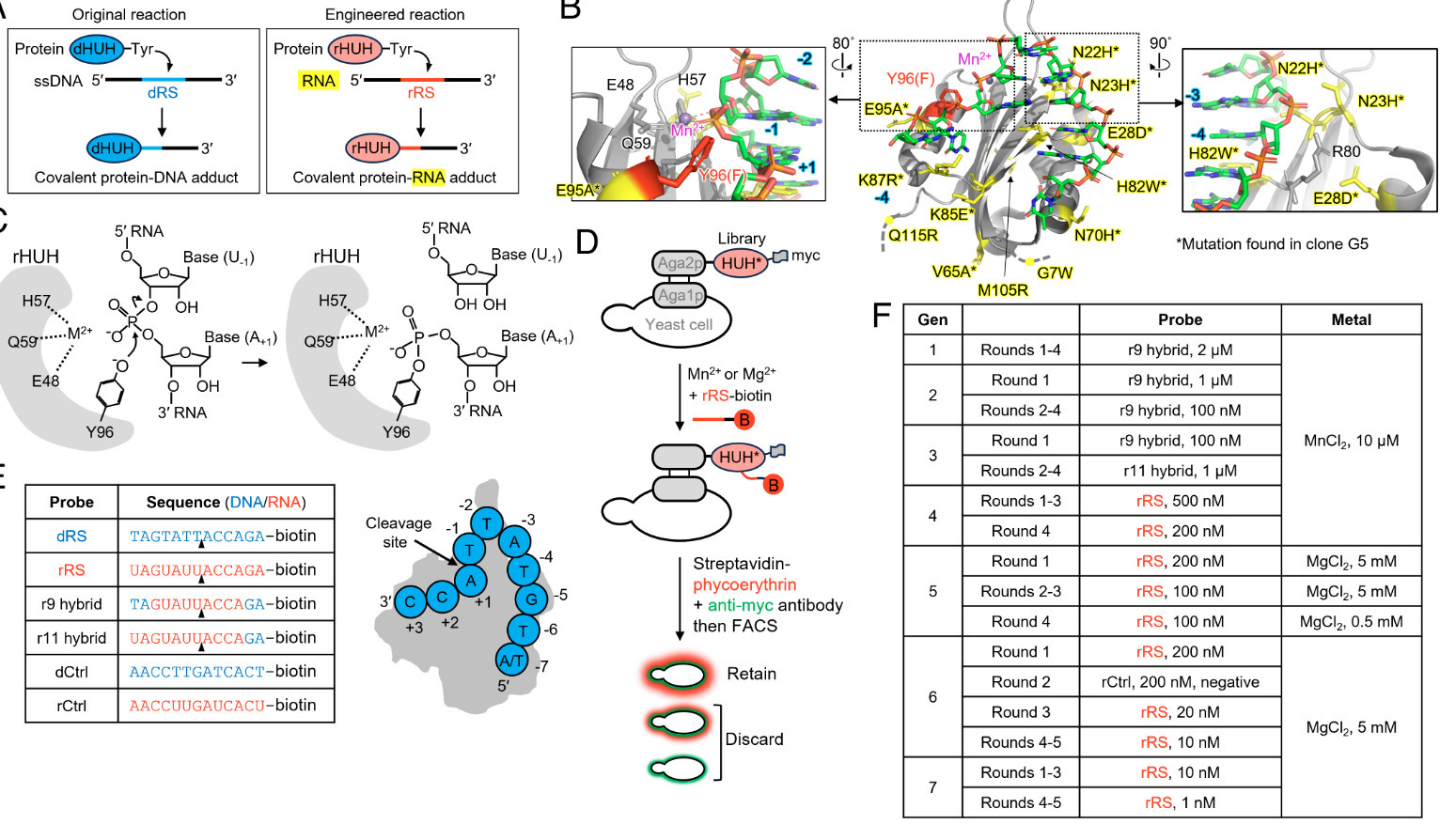 Directed evolution of a sequence-specific coval...