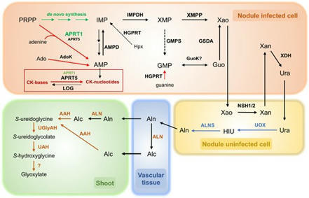 Recycling of purine nucleotides in legumes: fun...
