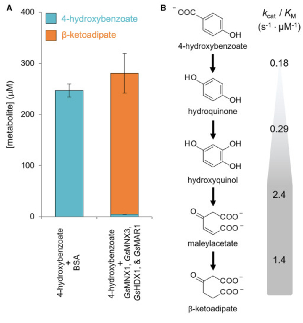 Biochemical and structural characterization of ...