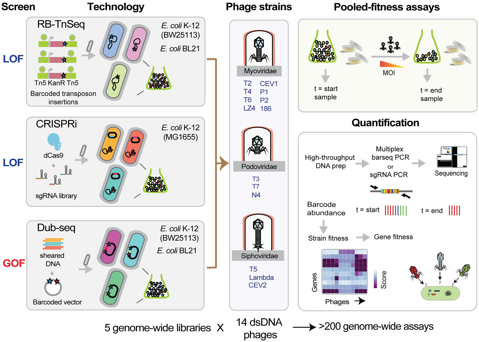 High-throughput mapping of the phage resistance...