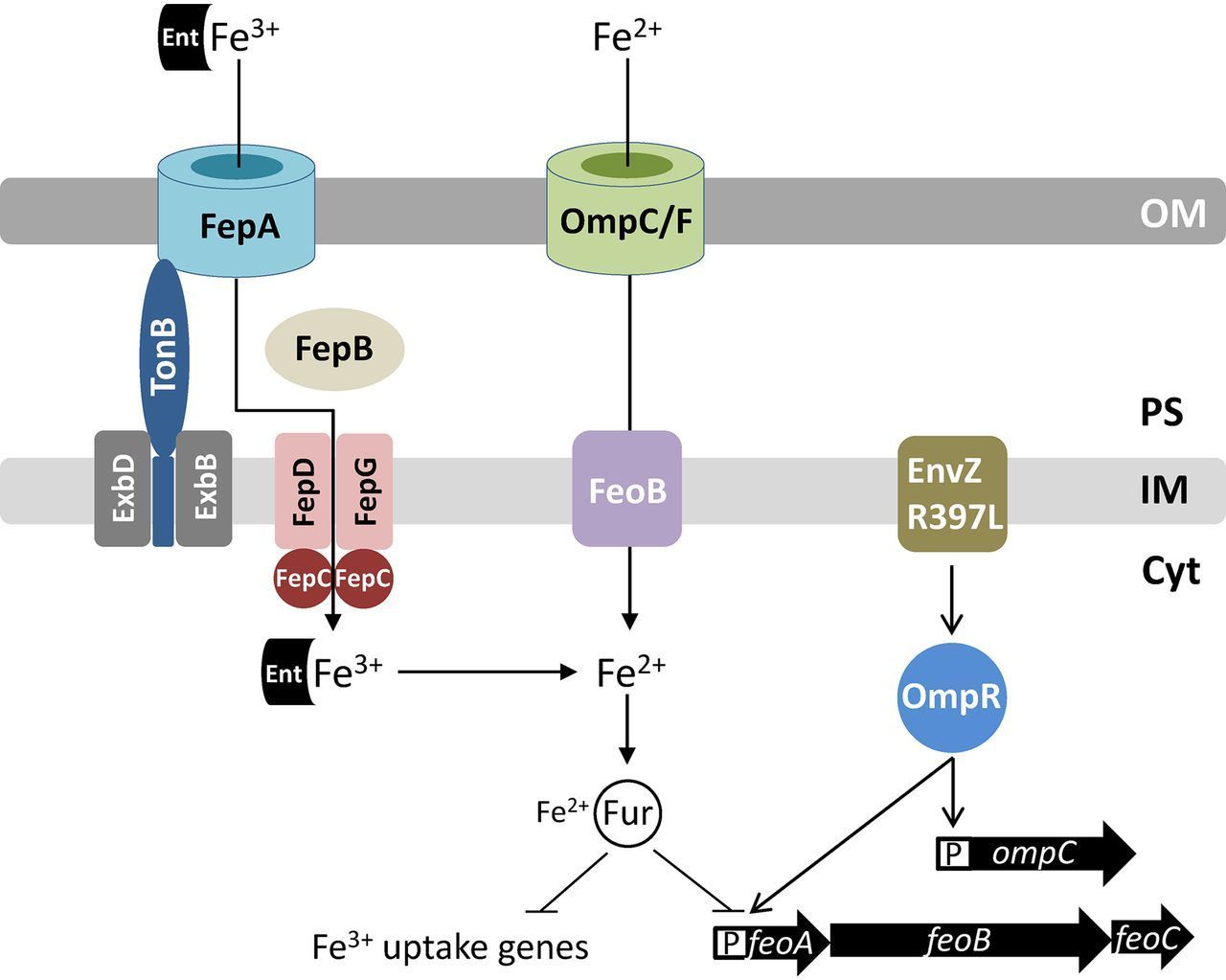 Roles of the EnvZ/OmpR Two-Component System and...