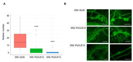 CLAVATA3/EMBRYO SURROUNDING REGION Genes Involv...