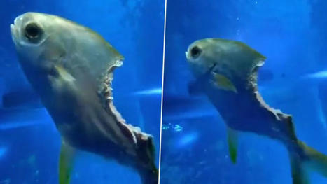 Half-Eaten 'Zombie' Fish Carries on Swimming in...