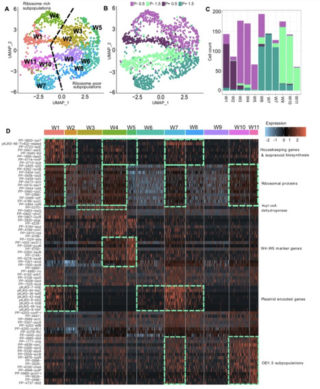 Single-cell RNA sequencing reveals plasmid cons...