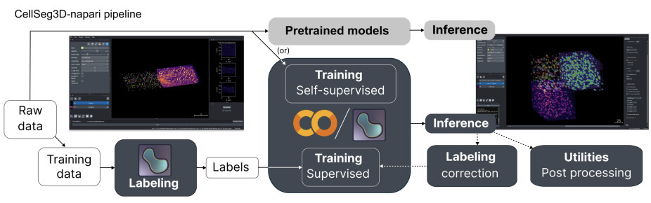 CellSeg3D: self-supervised 3D cell segmentation...