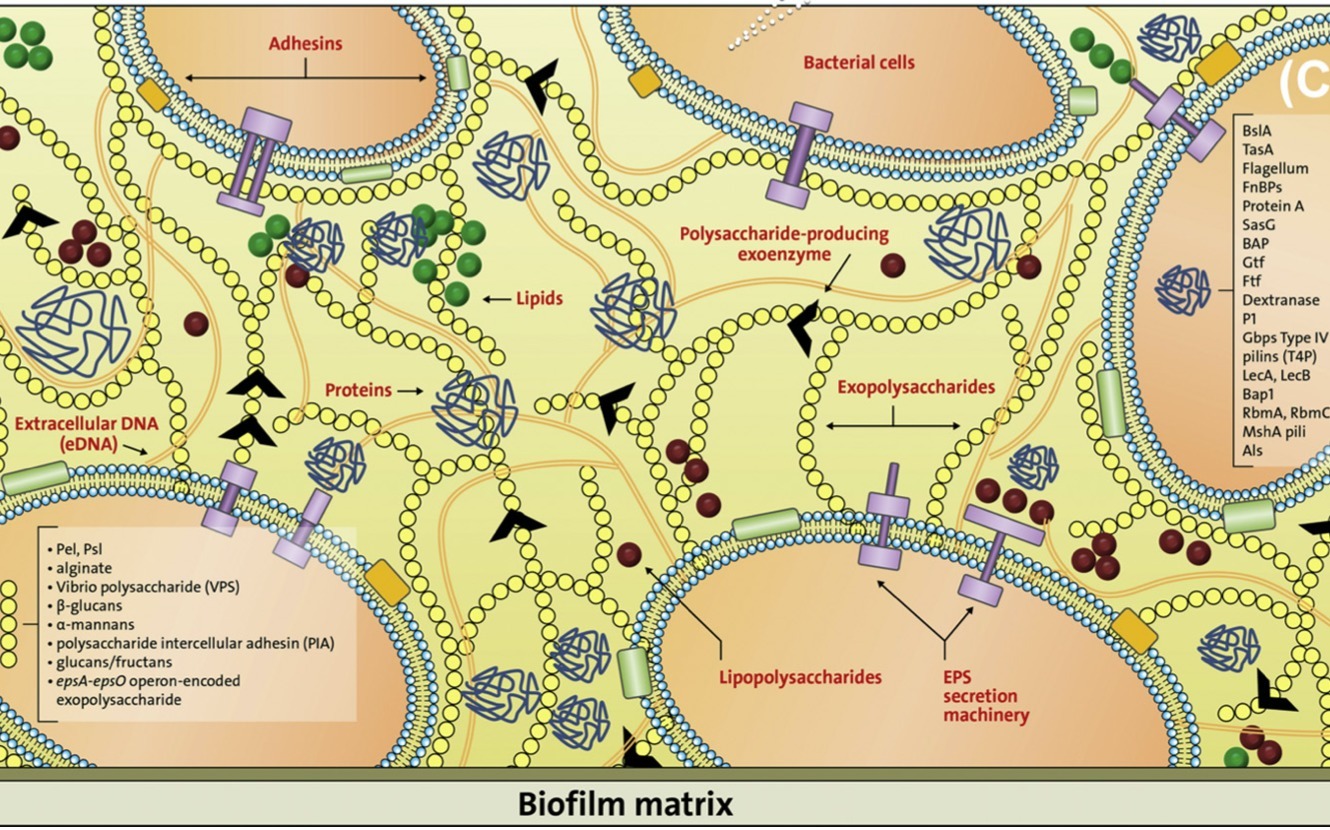 Biofilm Matrixome: Extracellular Components in ...