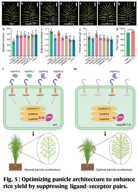 Optimization Of Rice Panicle Architecture By Sp
