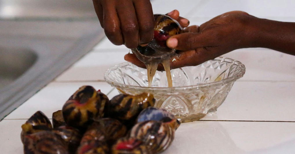 AFRICA : Ivory Coast snails seen as 'caviar' as...
